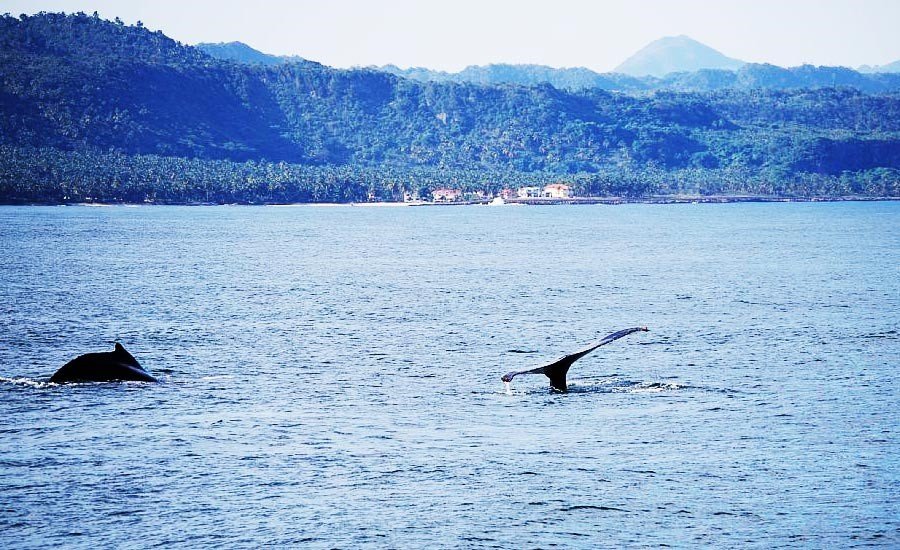 The Cove Resort Samana Dominican Republic - Official Website